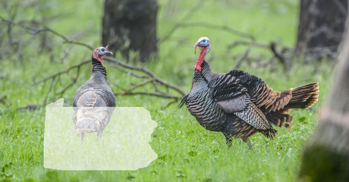 Spring Gobbler Season in Pennsylvania: 2025 Guide - Hunterizer