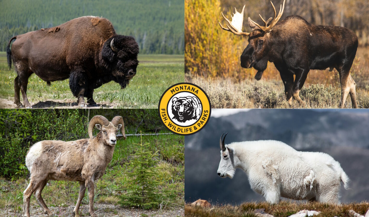 Montana FWP Releases 2026 Big Game Hunting Regulations – Hunterizer ...